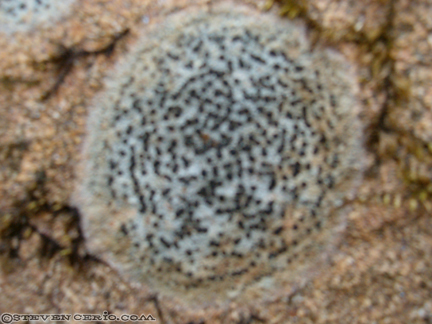 Winter Fungus – StevenCerio.com