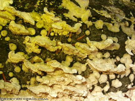 Winter Fungus – StevenCerio.com